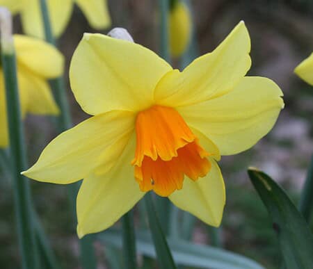 Rustom Pasha - Croft 16 Daffodils