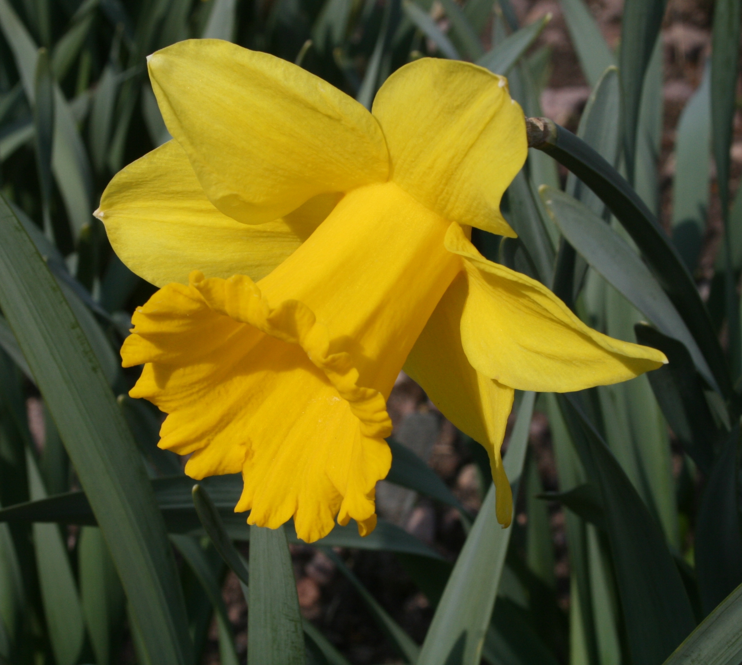Unsurpassable - Croft 16 Daffodils