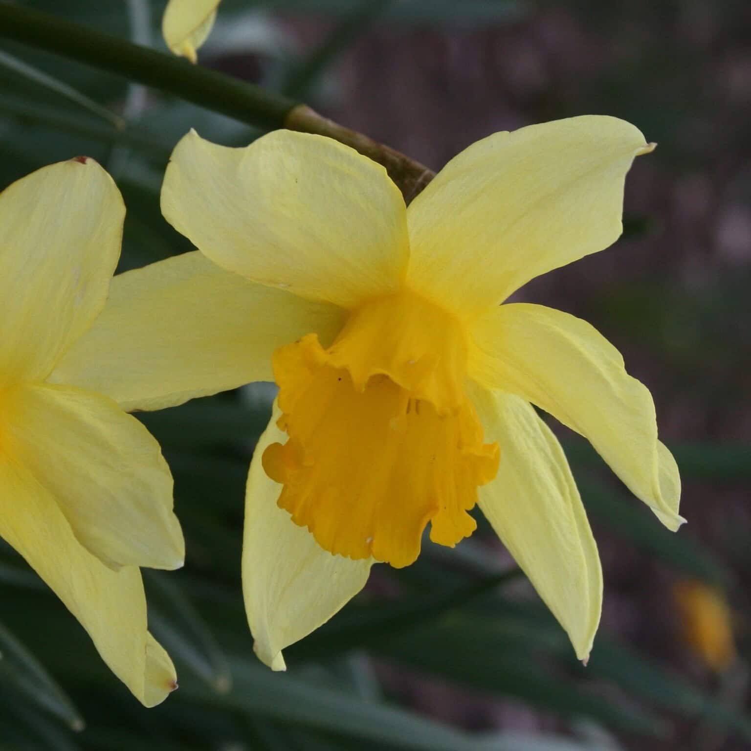 Sir Watkin - Croft 16 Daffodils