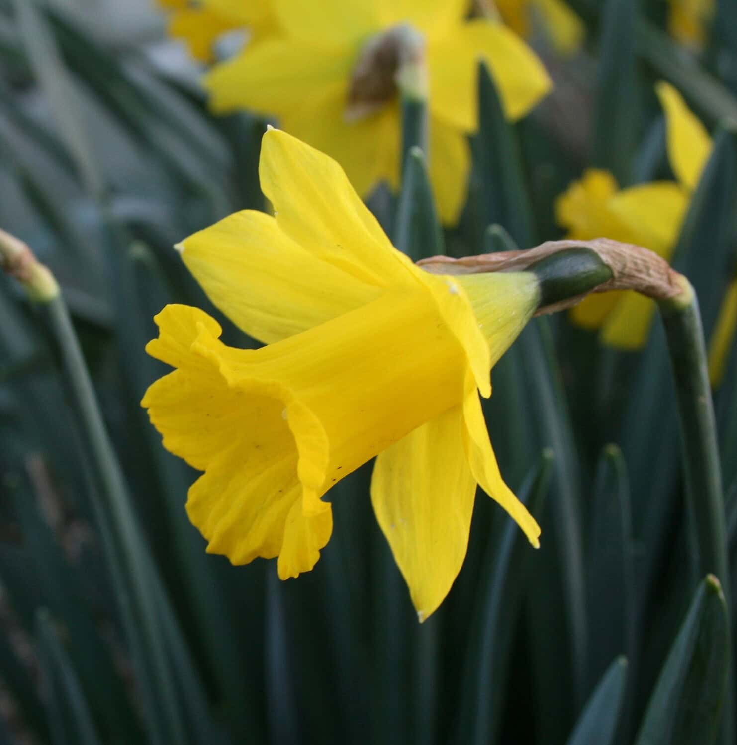Van Sion - Croft 16 Daffodils