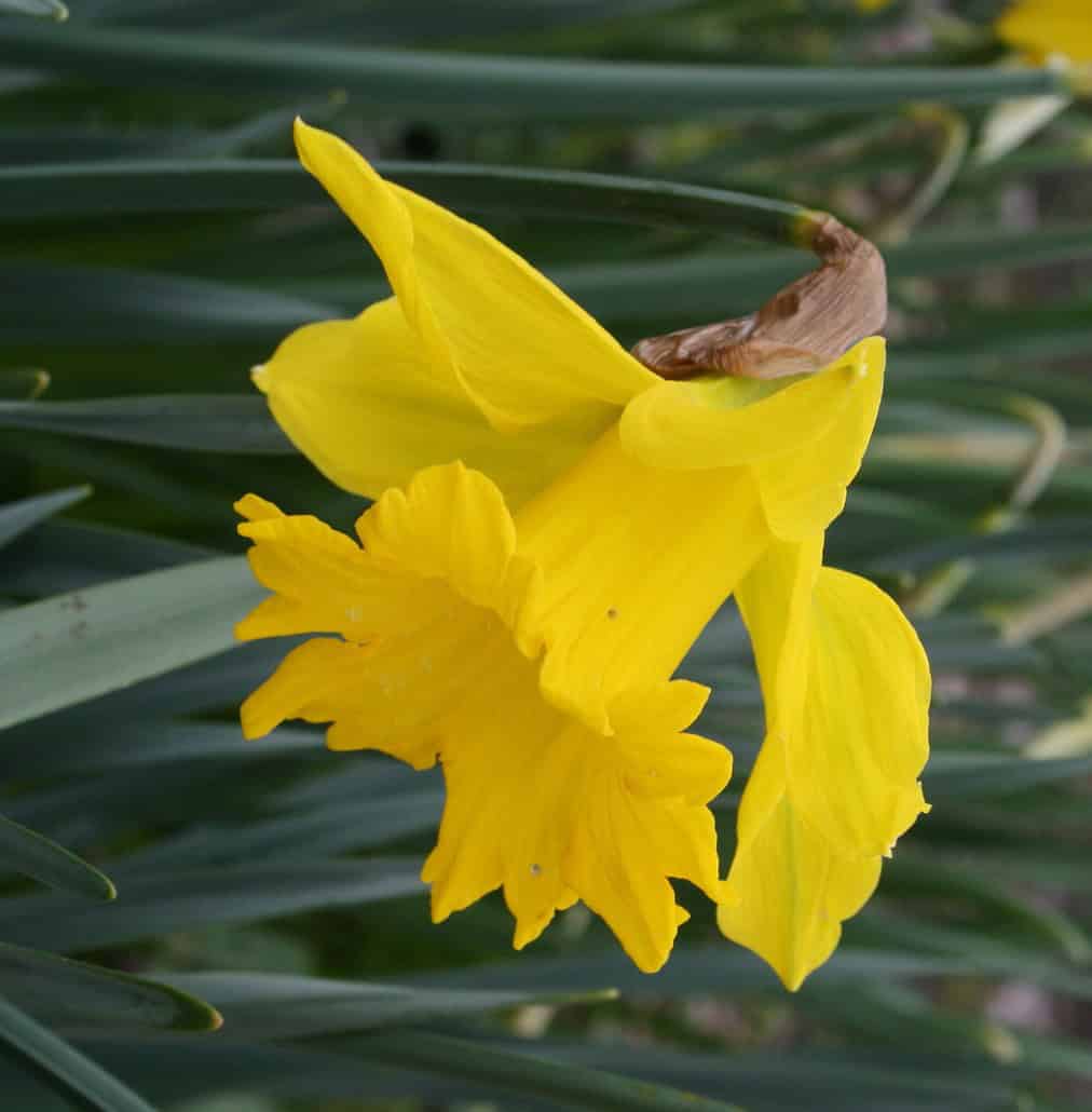 M.J. Berkeley - Croft 16 Daffodils