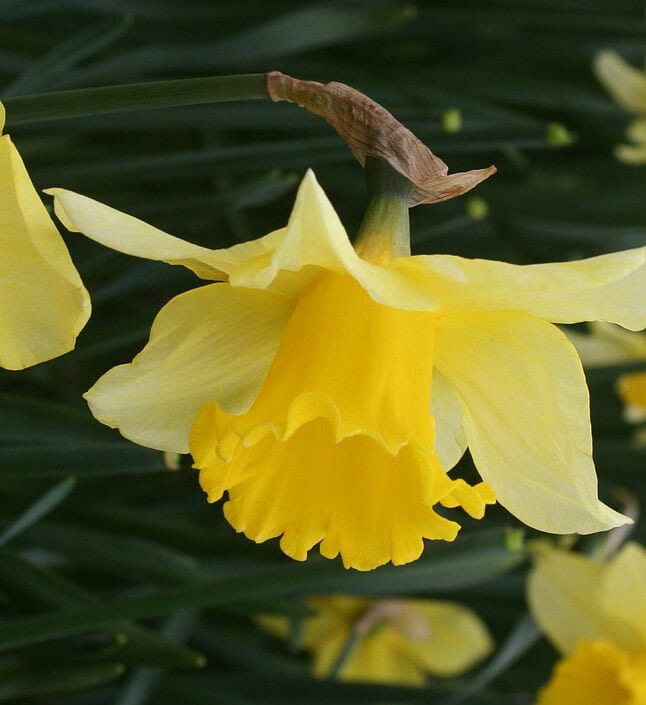 Carlton - Croft 16 Daffodils