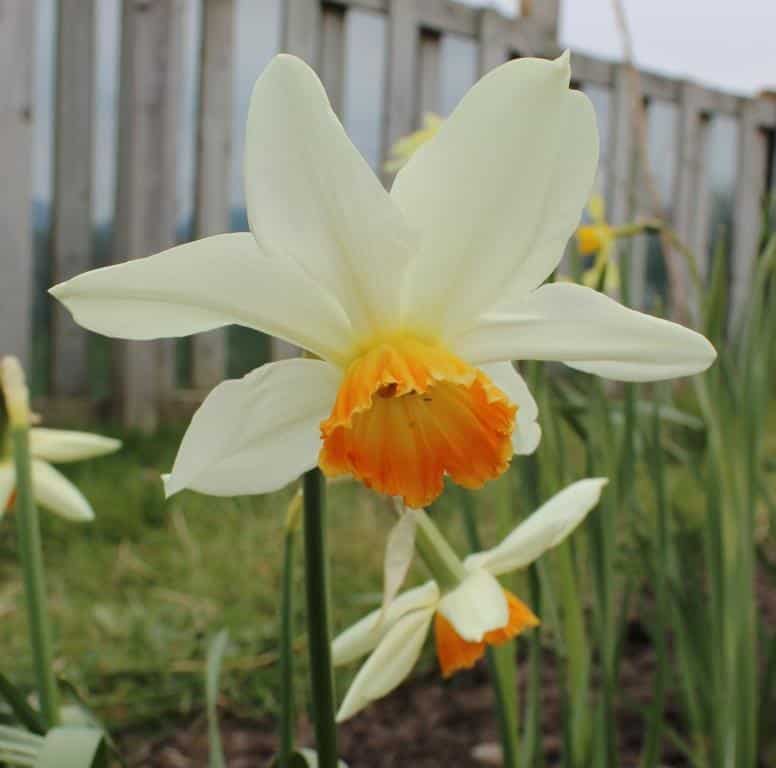 Prince Fushimi - Croft 16 Daffodils